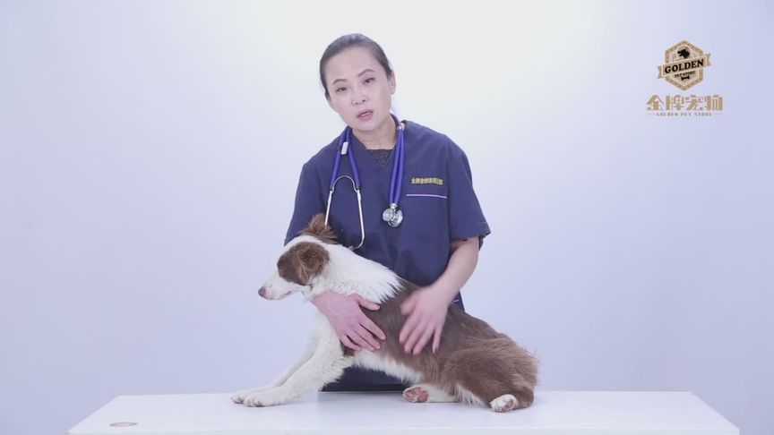 03肠炎型细小与心肌性细小的治疗确诊以及预防细小病毒的小贴士