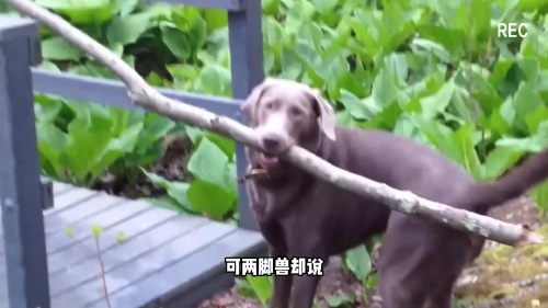 狗狗勇闯木棍桥,能否凭智慧逆袭困境?