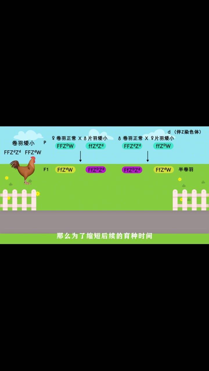 鸡的伴性遗传 #生物#必修二#一起学习#高考题