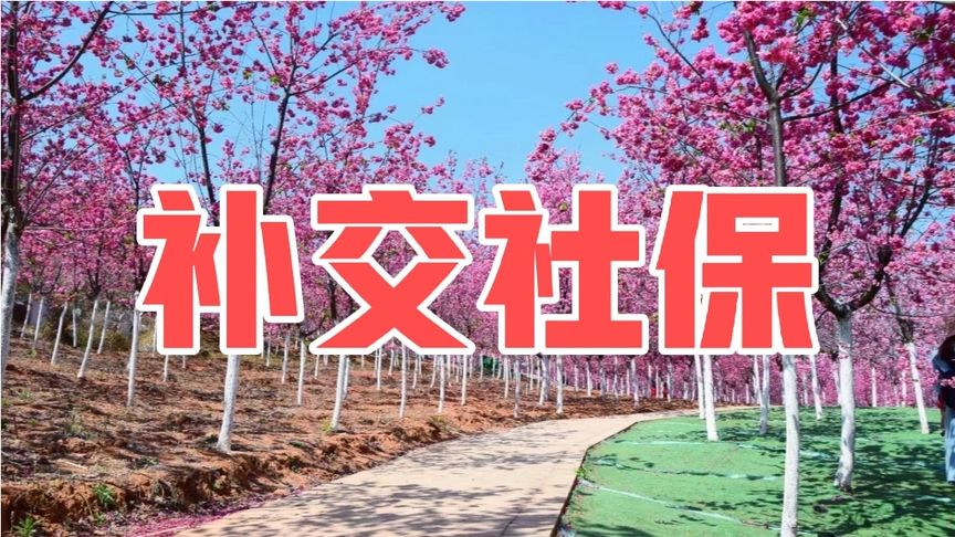 社保大变化!社保医保统一由税务部门征收,自由职业者可以这样交