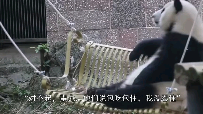 熊猫正在荡秋千,一转身看到很多人在看它,下一秒憋住别笑