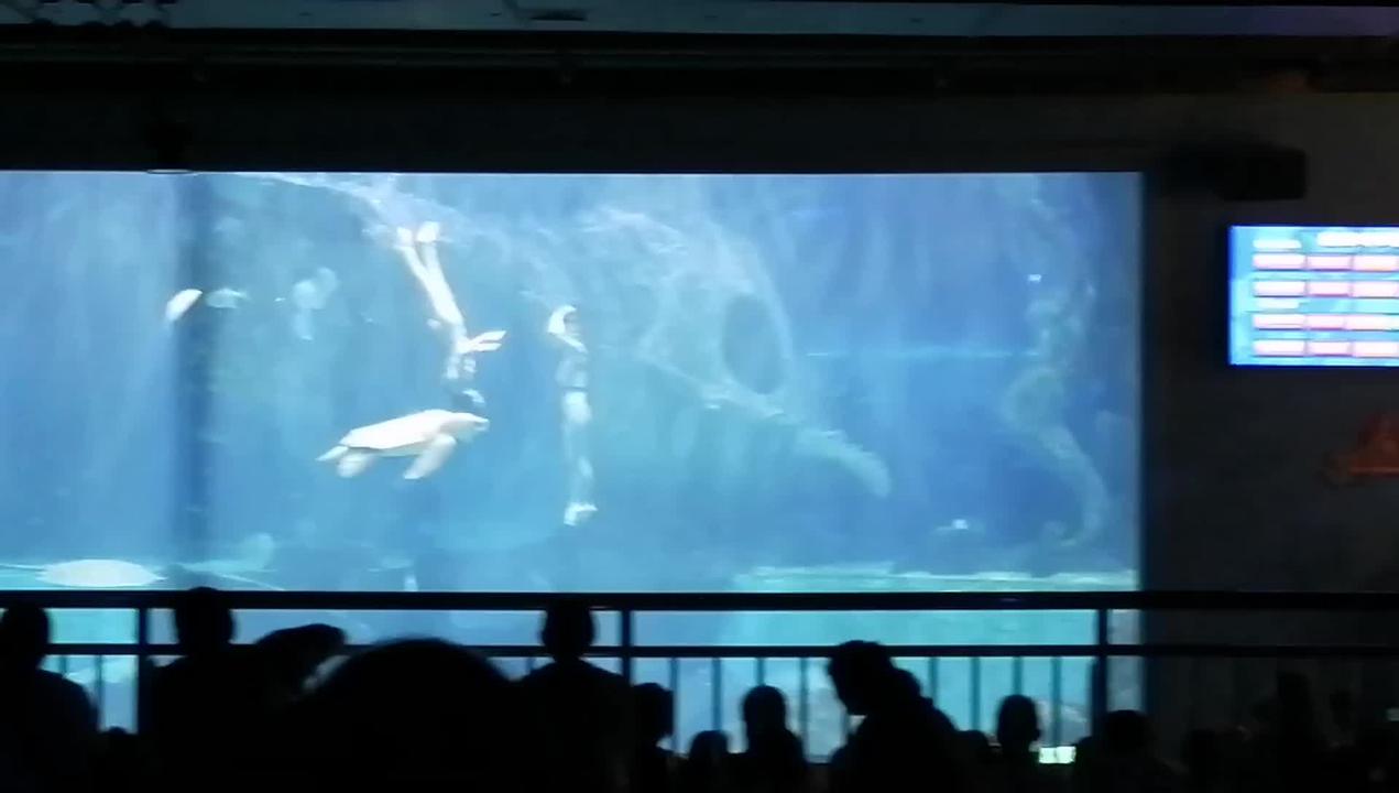 极地海洋世界,美人鱼表演节目