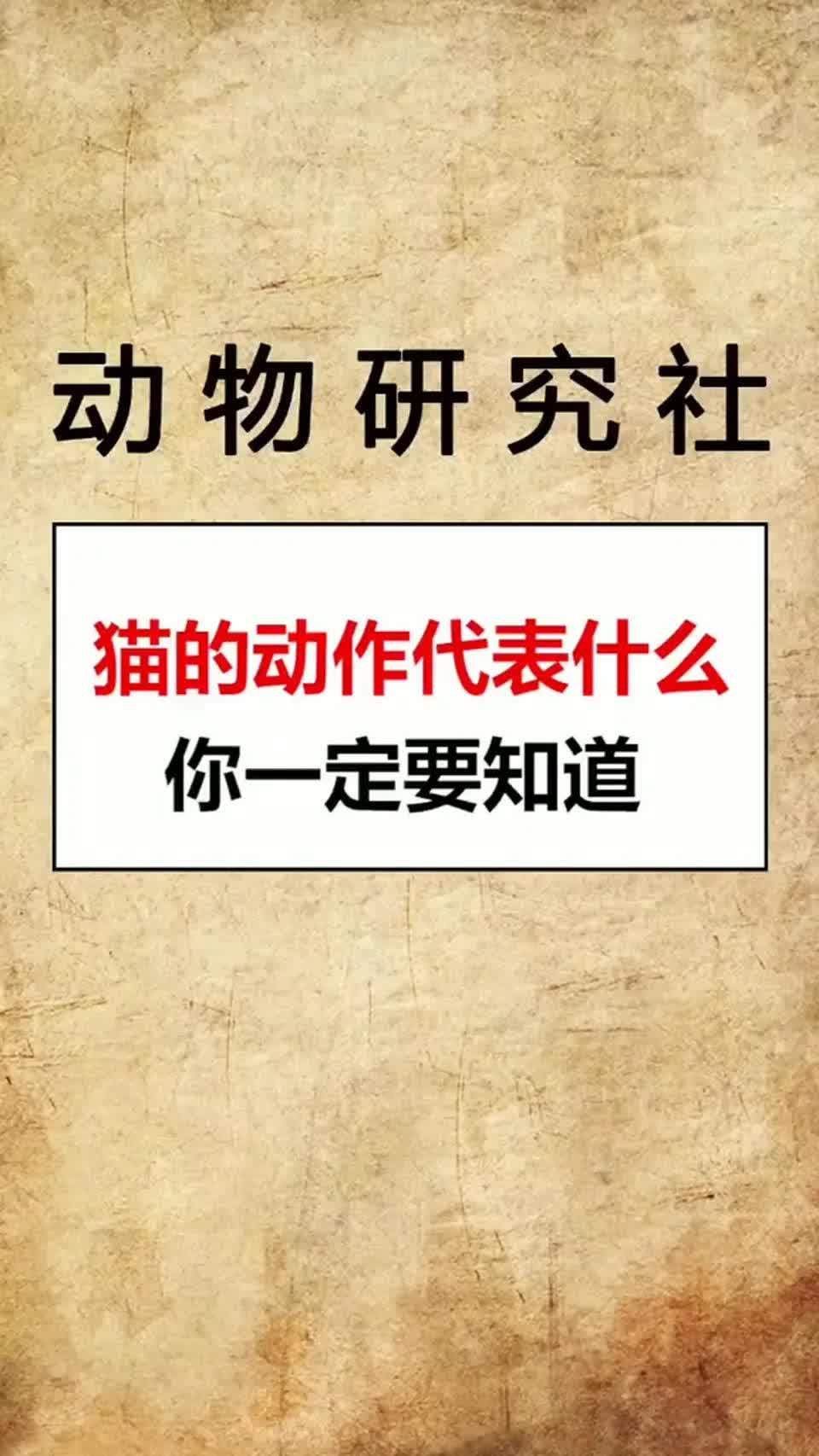 猫的某些动作都代表了什么呢?养猫的小伙伴一定要知道