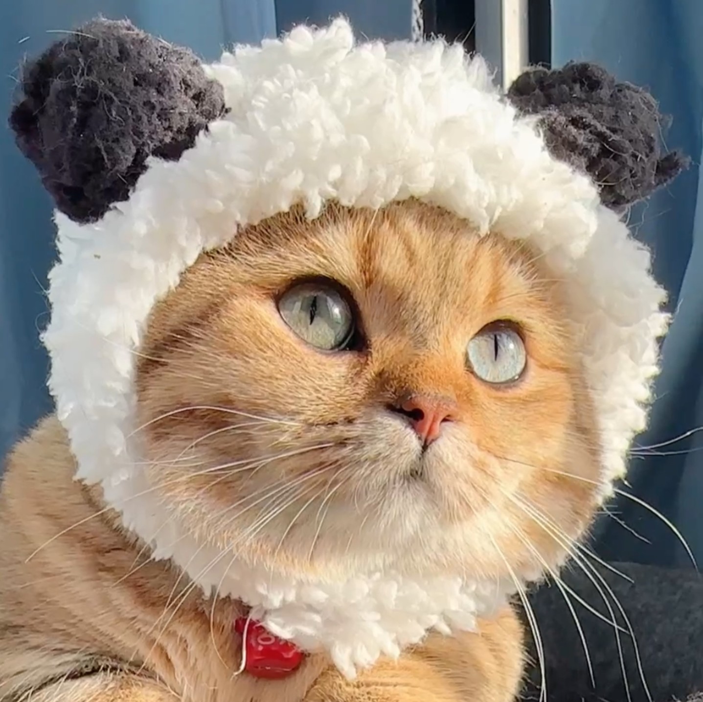 苦命的猪爱捡漏 