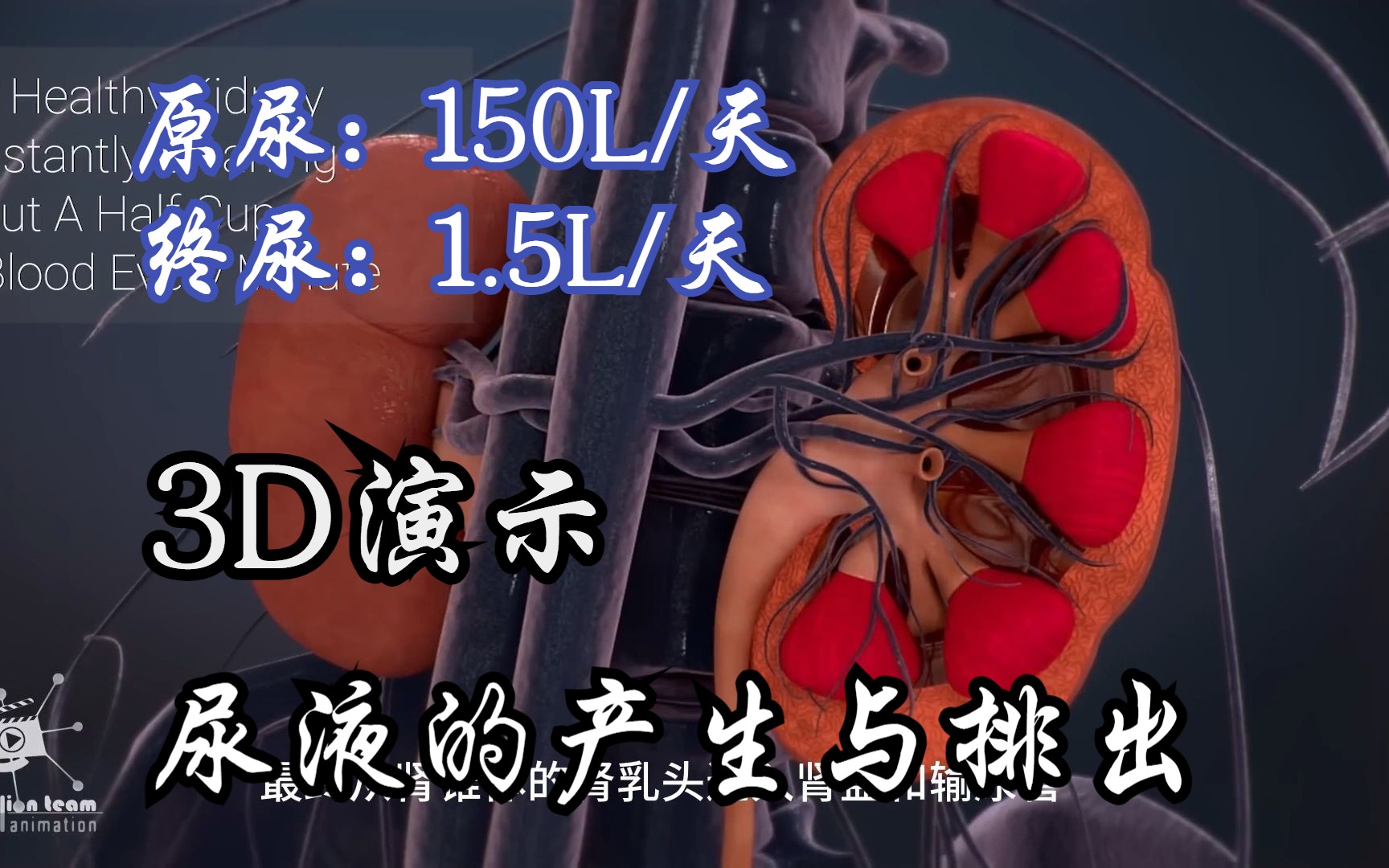 3D演示:尿液的产生与排出