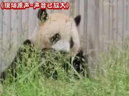 小奇迹发现了什么?竟然被吓跑了!警惕性一绝,情绪稳定调整状态