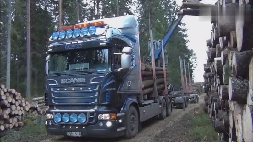 斯堪尼亚重型卡车装载运输木材