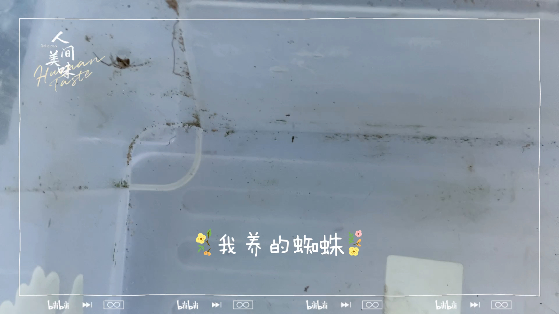 养了一堆蜘蛛,却只认识漏斗蛛,园蛛,棒络新妇,别的都是无名氏