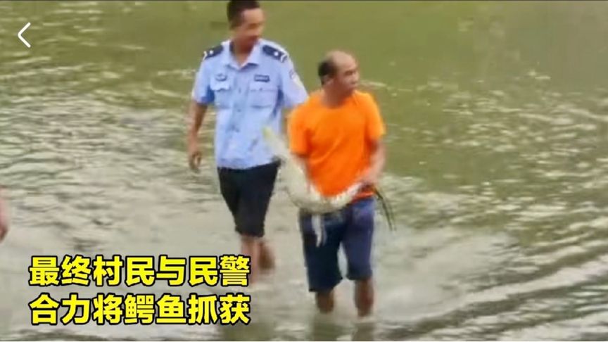 广东茂名:河滩惊现鳄鱼,村民和警察合力捕捉,幸亏没人伤亡
