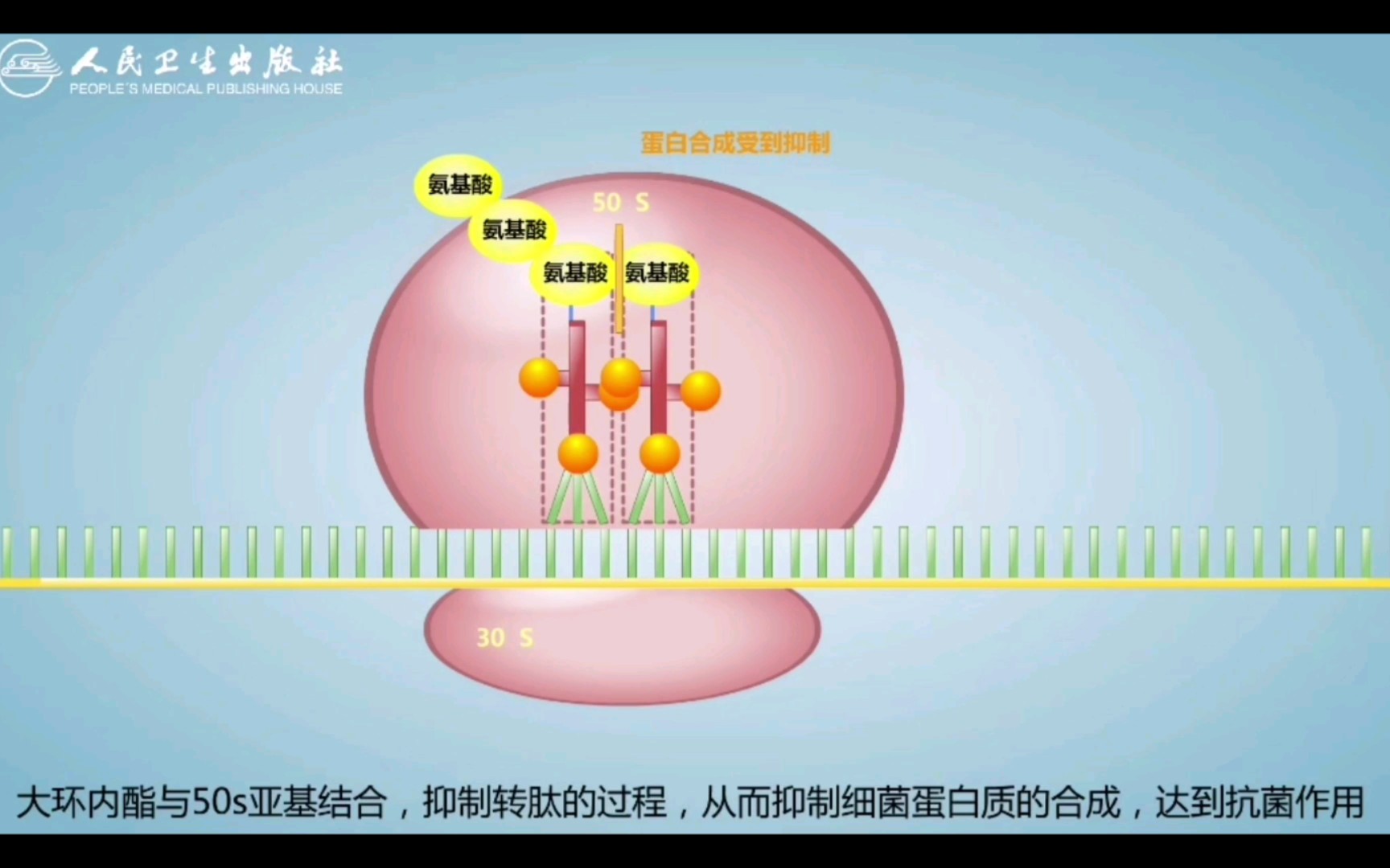 【药理学】大环内酯抗菌作用机制