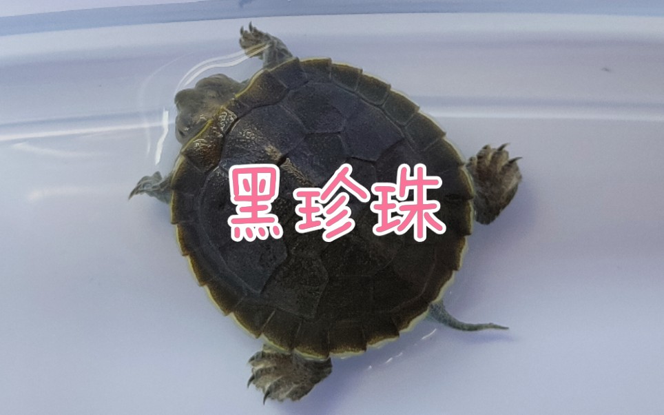 【黑化巴西龟】抵不住低价的诱惑,买了一个黑巴尾苗,考验技术的时候...