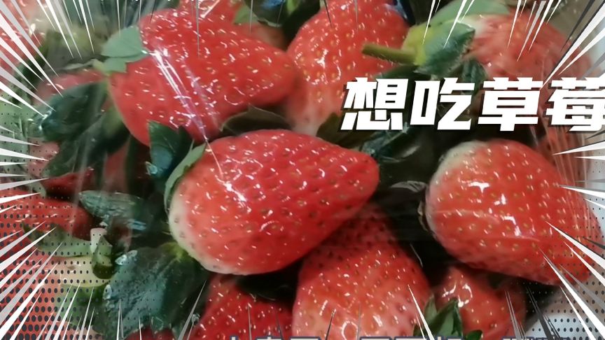 晓晨带你去看水果批发市场的新鲜草莓多少钱,平均40一斤,不零卖