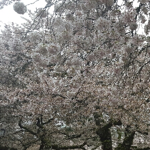 小月月的世界 