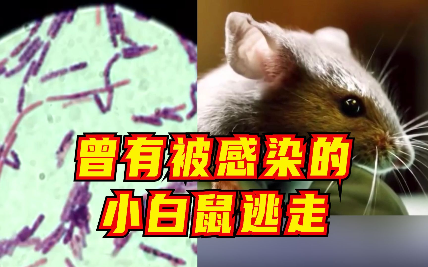 漏洞百出!美国生物实验室遍布全球,从事危险研究,涉及致命病毒