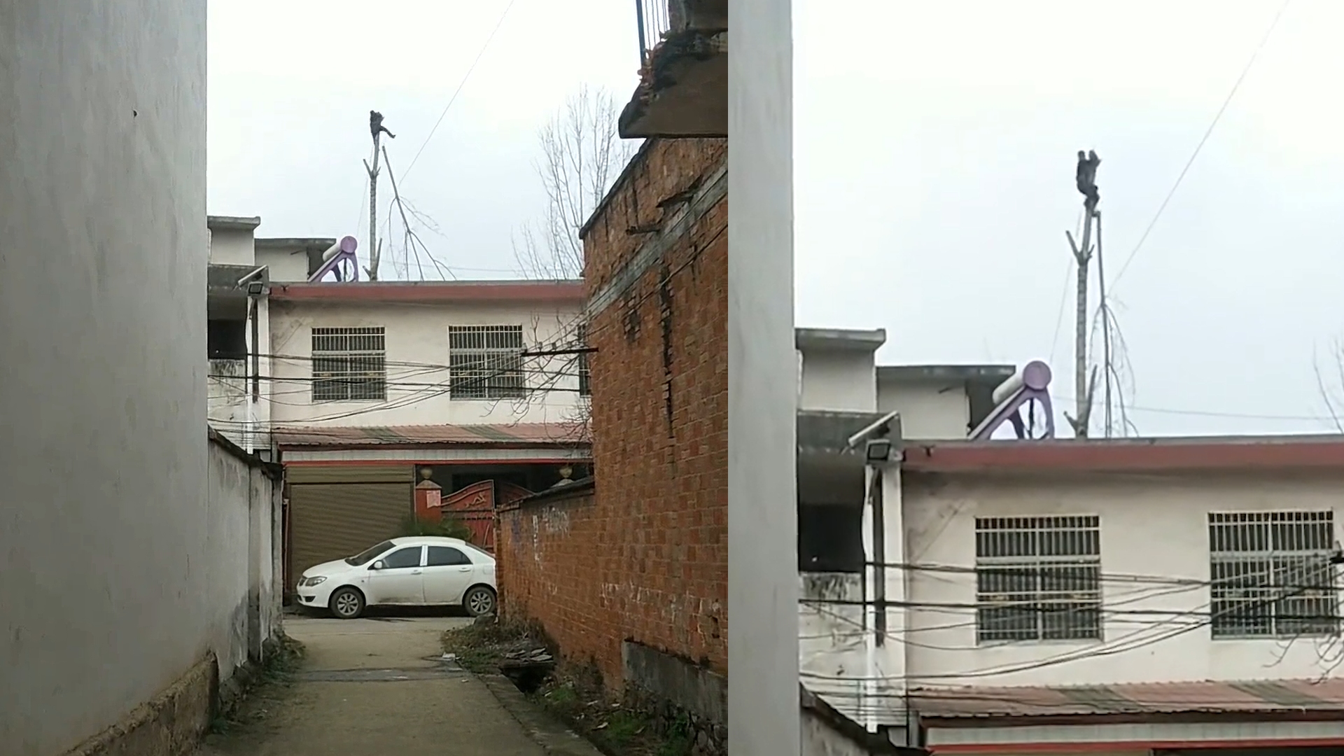 工人3层楼高空伐木,树枝掉落随树干晃动看着揪心,路人感慨不易