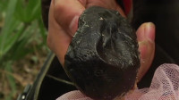 杀年猪杀出稀罕猪宝?8万一克计算,125克能卖1000万?