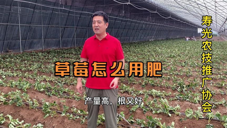 草莓应该怎么用肥,氮磷钾的比例是多少