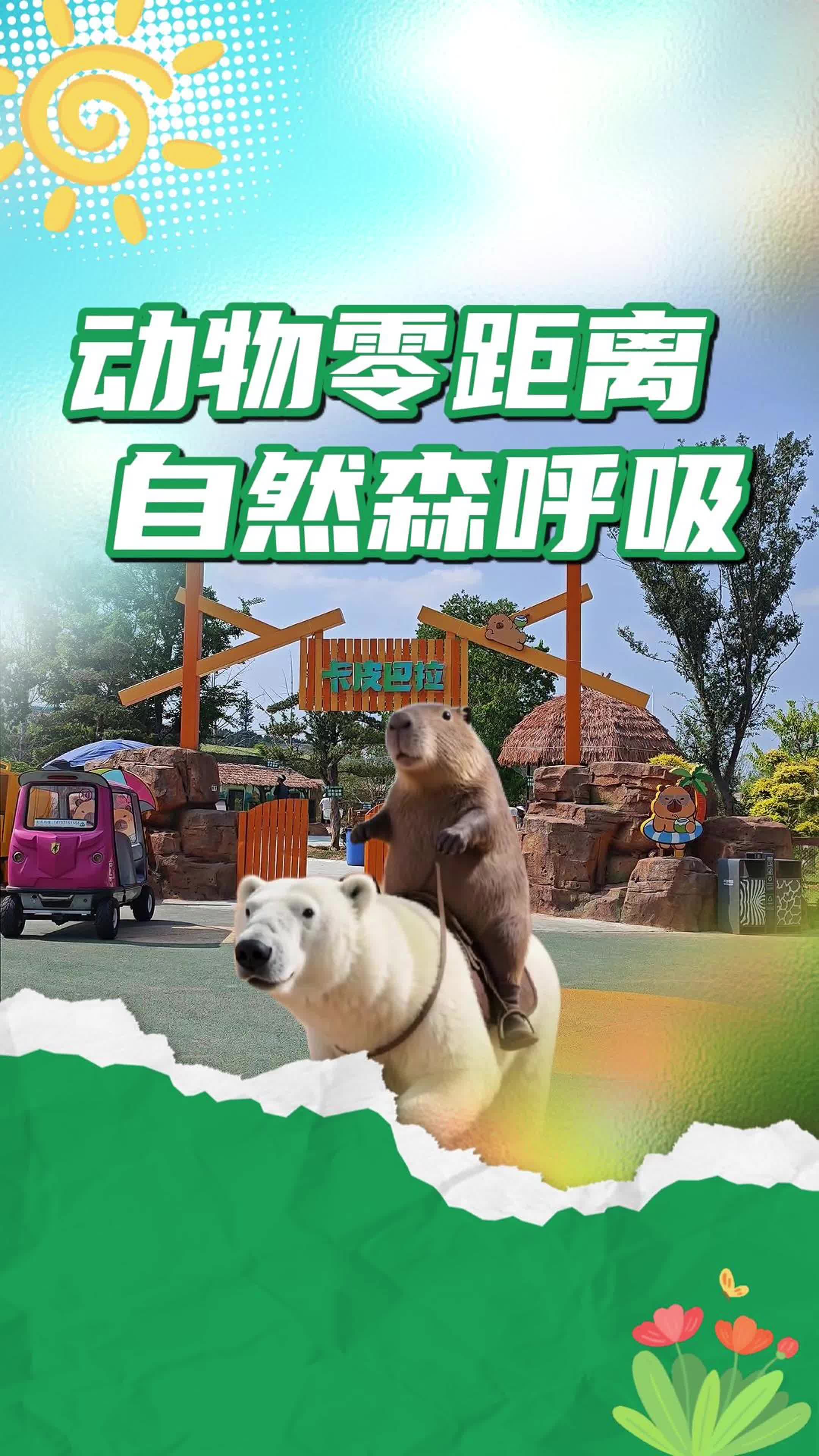 古有始皇骑熊扫六合,今有卡皮骑北极熊游九顶!#徐州九顶山野生动物...