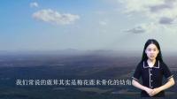 鹿茸血酒的功效和好处 2020年鹿茸