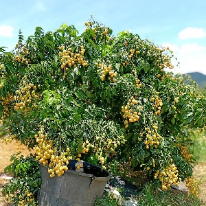 小谢专业种植黄皮果 