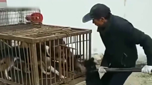 河南农村杀狗人,无论多凶的狗,看见他就害怕!
