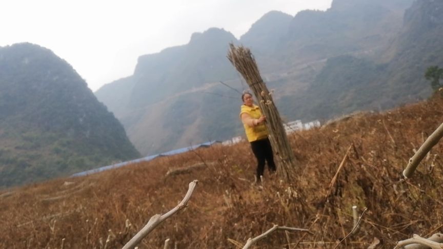 砍了桑树,桑枝可以拿回家烧火,