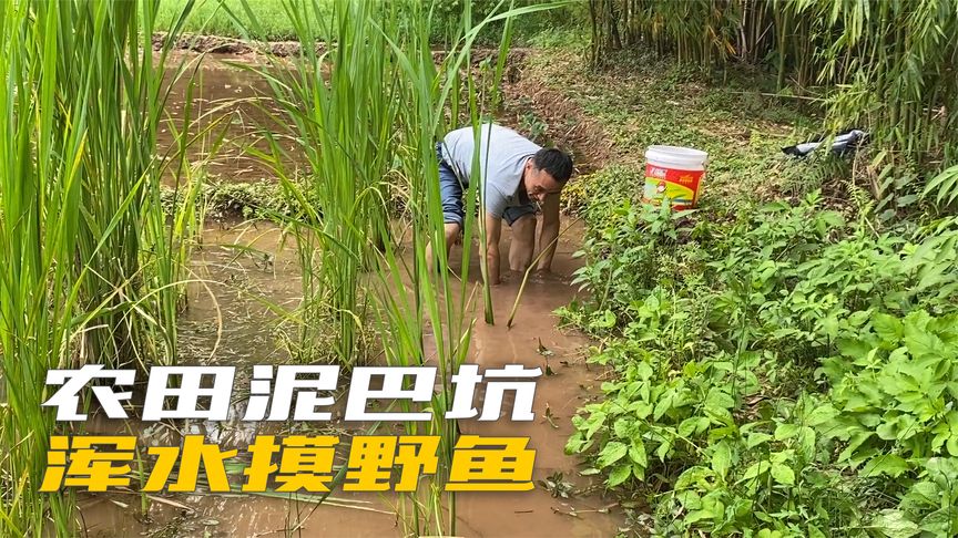 稻田投放几百条鱼苗,自然生长一年越来越多,放干水看看能抓多少