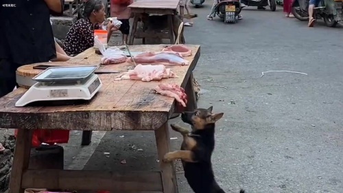 狗界好榜样,买菜不用赊,立马还清真诚信