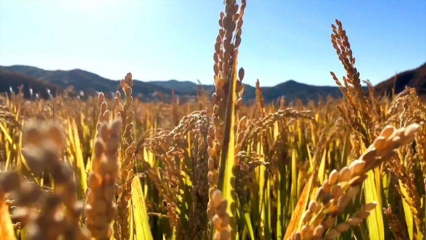 #分享农业知识帮农民增产增收 #愿用心耕耘的人有所收获