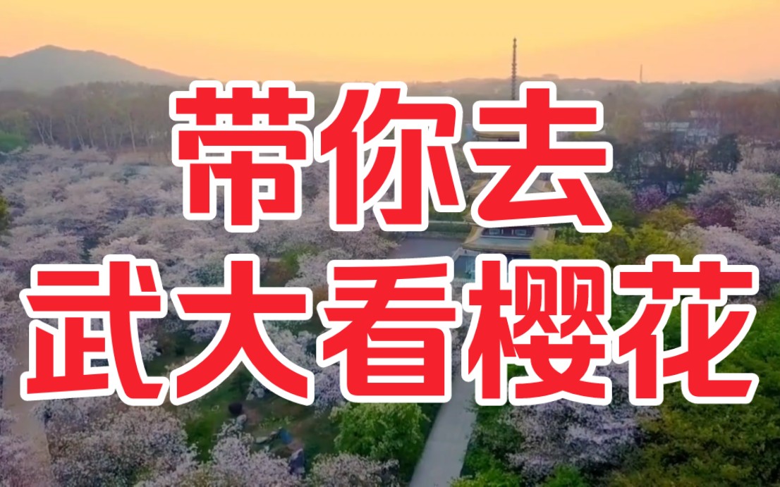 武汉大学的樱花又开了?你知道樱花的种植历史吗?#武汉樱花 #武汉...
