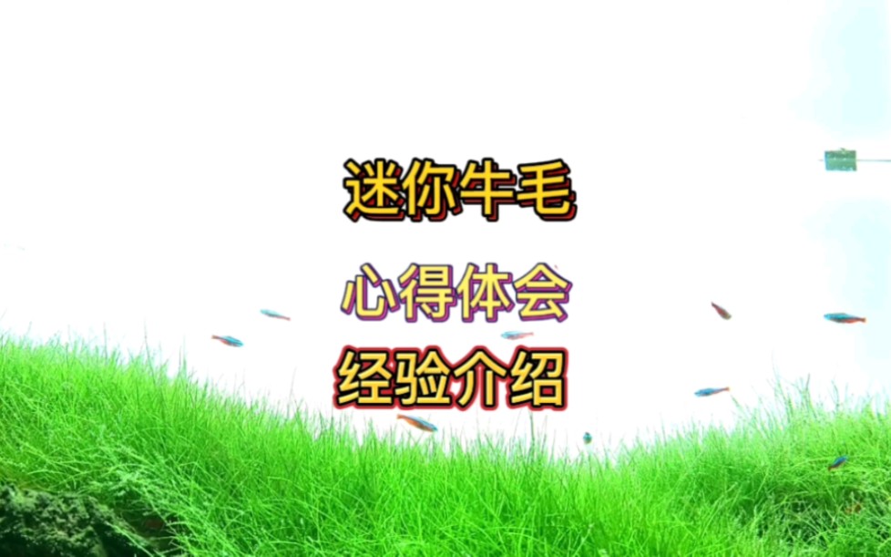 水草的干货分享——迷你牛毛。前景草里百搭的水草。却总是见大家养...