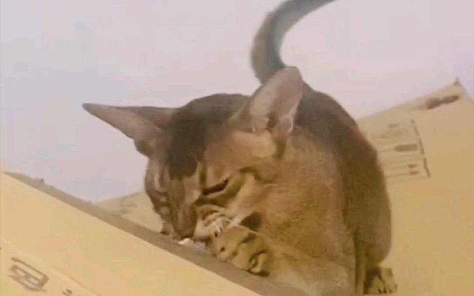 听猫抓纸板的“咔咔”声完全就是解压神器,同意的请举爪!