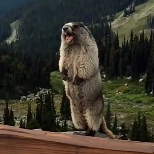 疯狂土拨鼠一啊 