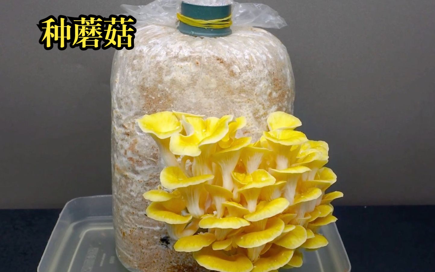 蘑菇是怎么生长的?(全过程)