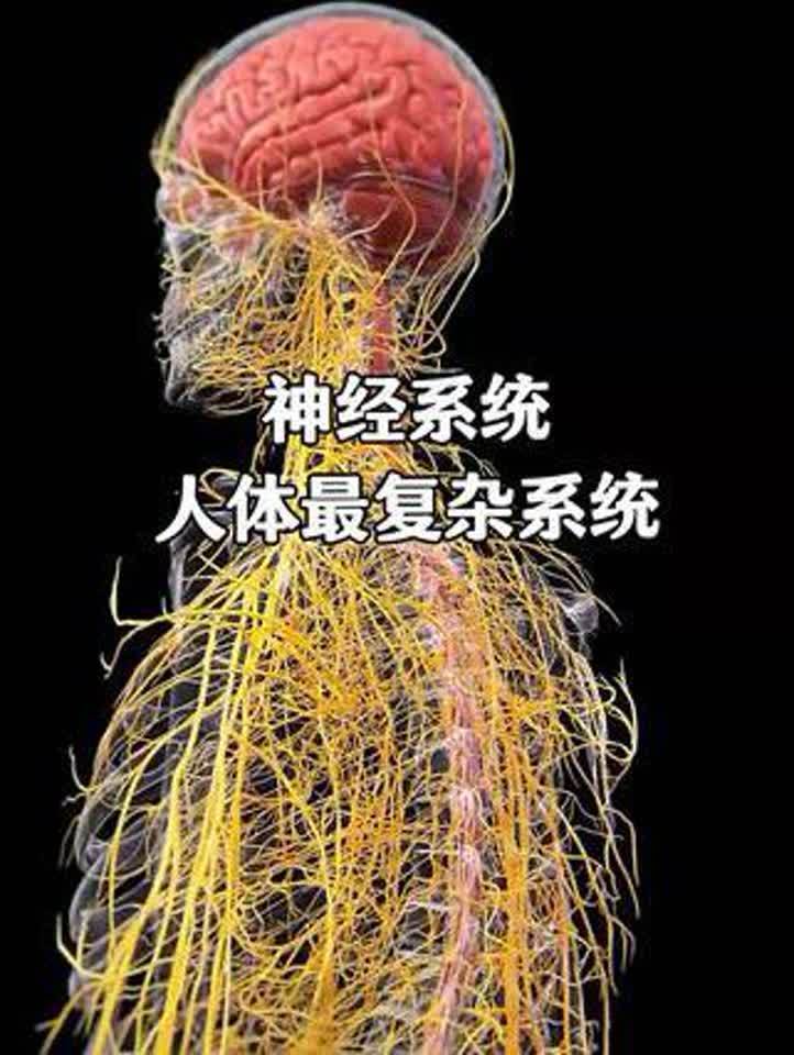最复杂的系统-神经系统 #神经系统 构造之精妙、功能之强大,令人惊叹#...