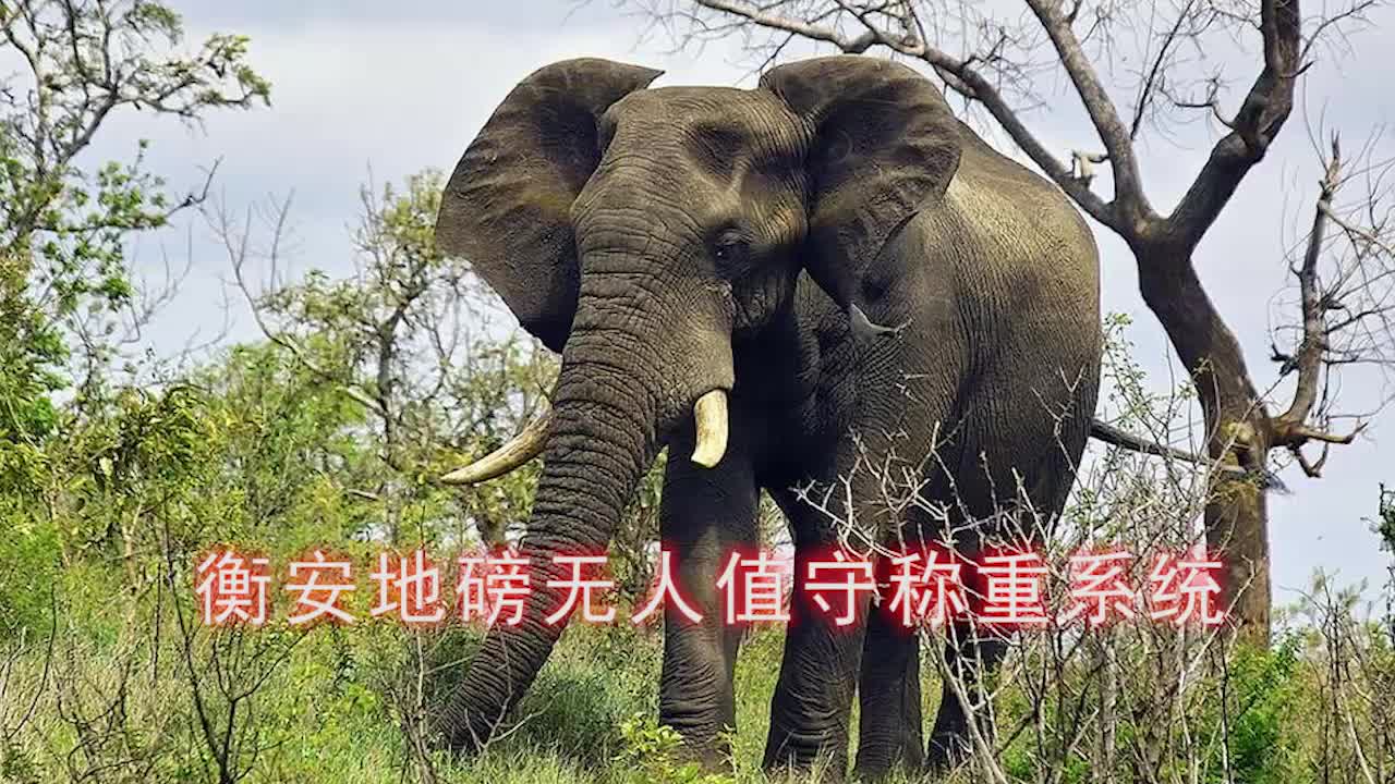 衡安地磅无人值守称重计量软件-石料称重过磅-19.8.30