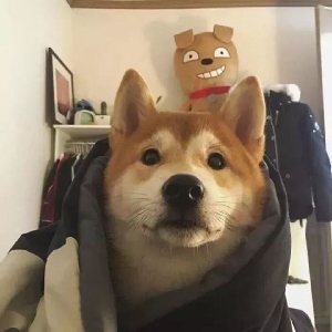 神奇の张张鸽 