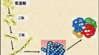 汉水丑生  高中生物  必修一  蛋白质  教学视频_标清