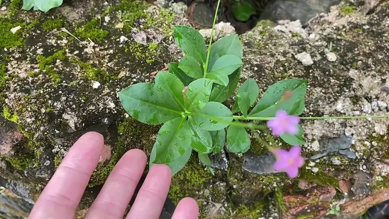 土人参就是"百草之王",用途强大,一起来认识下