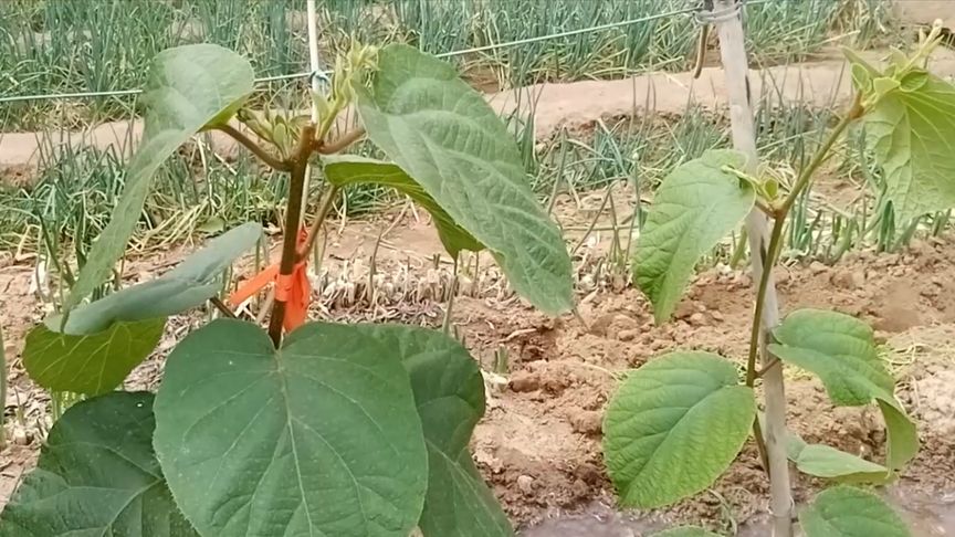 猕猴桃树什么时候嫁接,如何掐尖呢?管理的好,一棵顶四棵