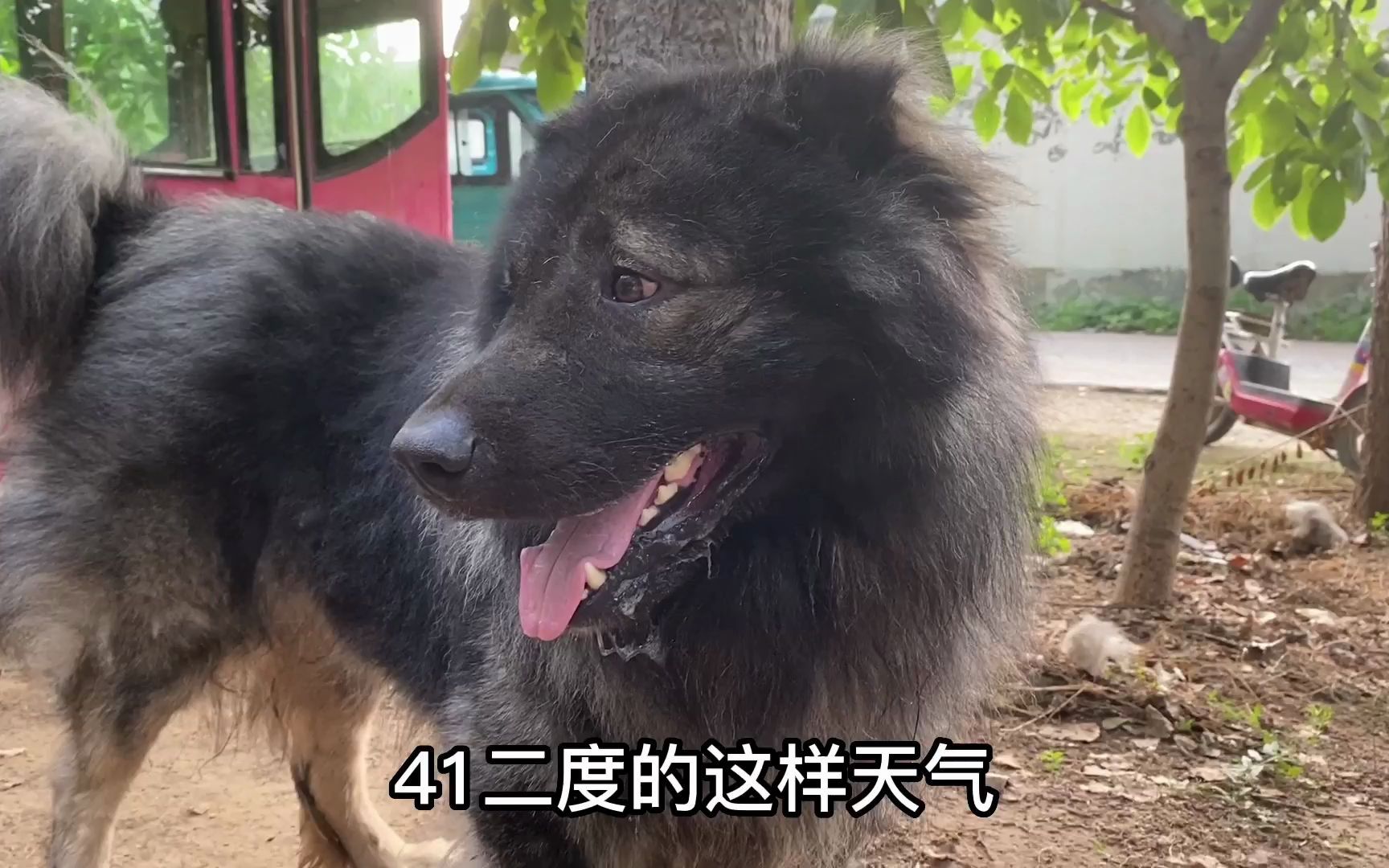 实拍：狗市凶残的屠夫，手起刀落现场分割，场面十分震撼，每年还有将近2000万条狗，也要落得如此下场，爱狗人士该如何选择