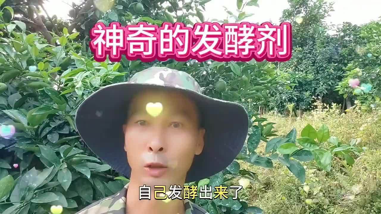 活土君的作用 #中视频伙伴计划 #三农 #果树管理 #现场实拍