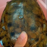 阿强甲鱼小哥