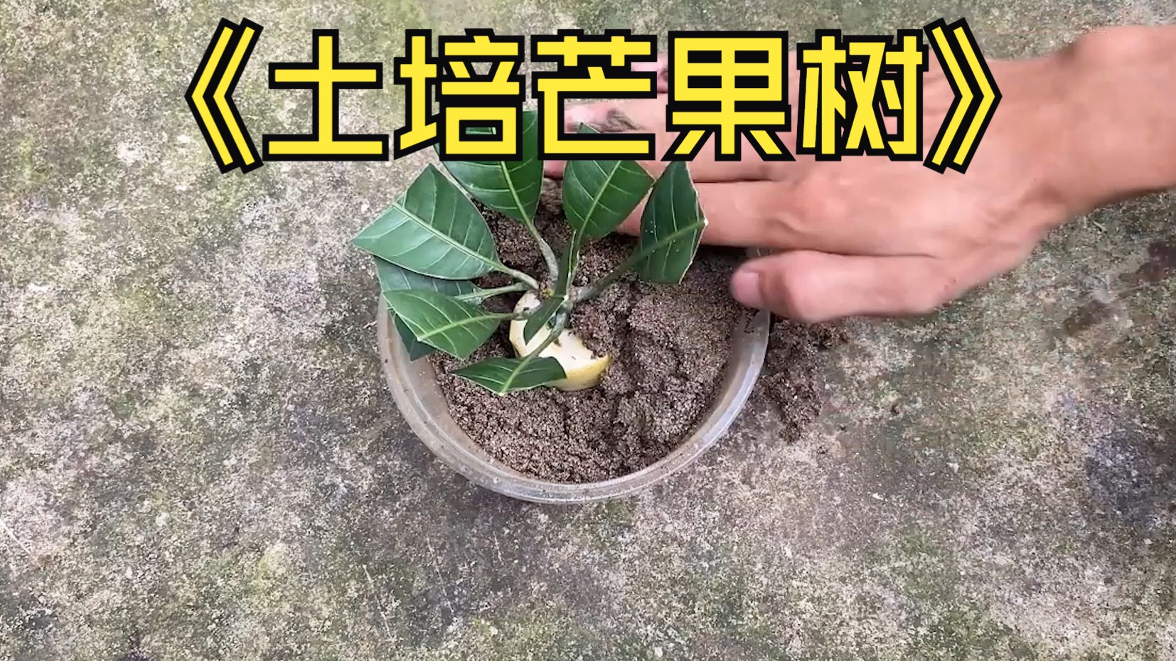 汽水种植芒果树的小技巧