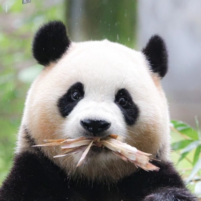 玉沙之光 