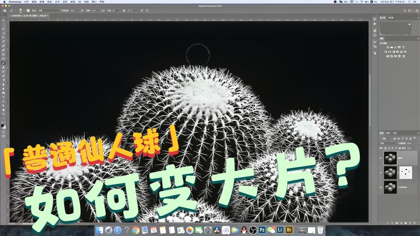 PS修片思路:随手拍如何变大片儿,普通仙人球照片可以这样修…