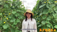 丝瓜的种植和成长过程,想了解的来看看吧
