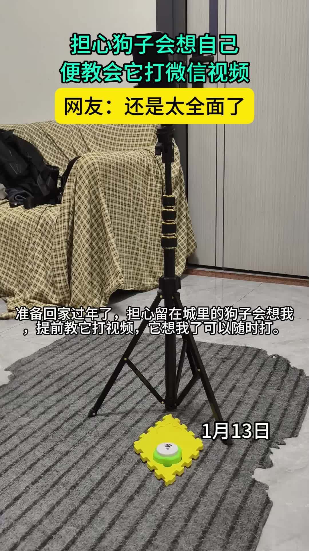 担心狗子会想自己,便教会它打微信视频