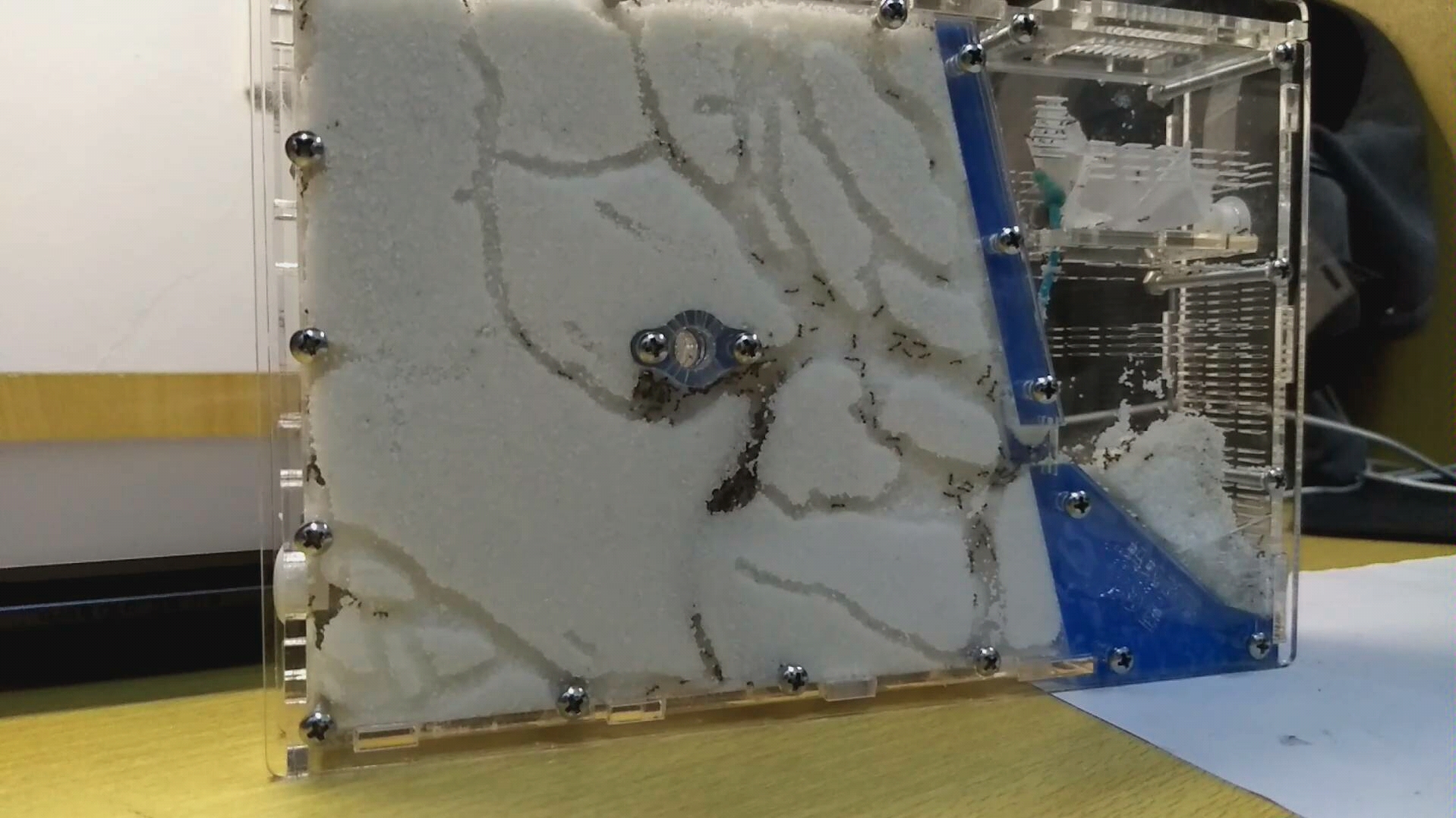 《蚂蚁工坊》蚁穴第12天的样子