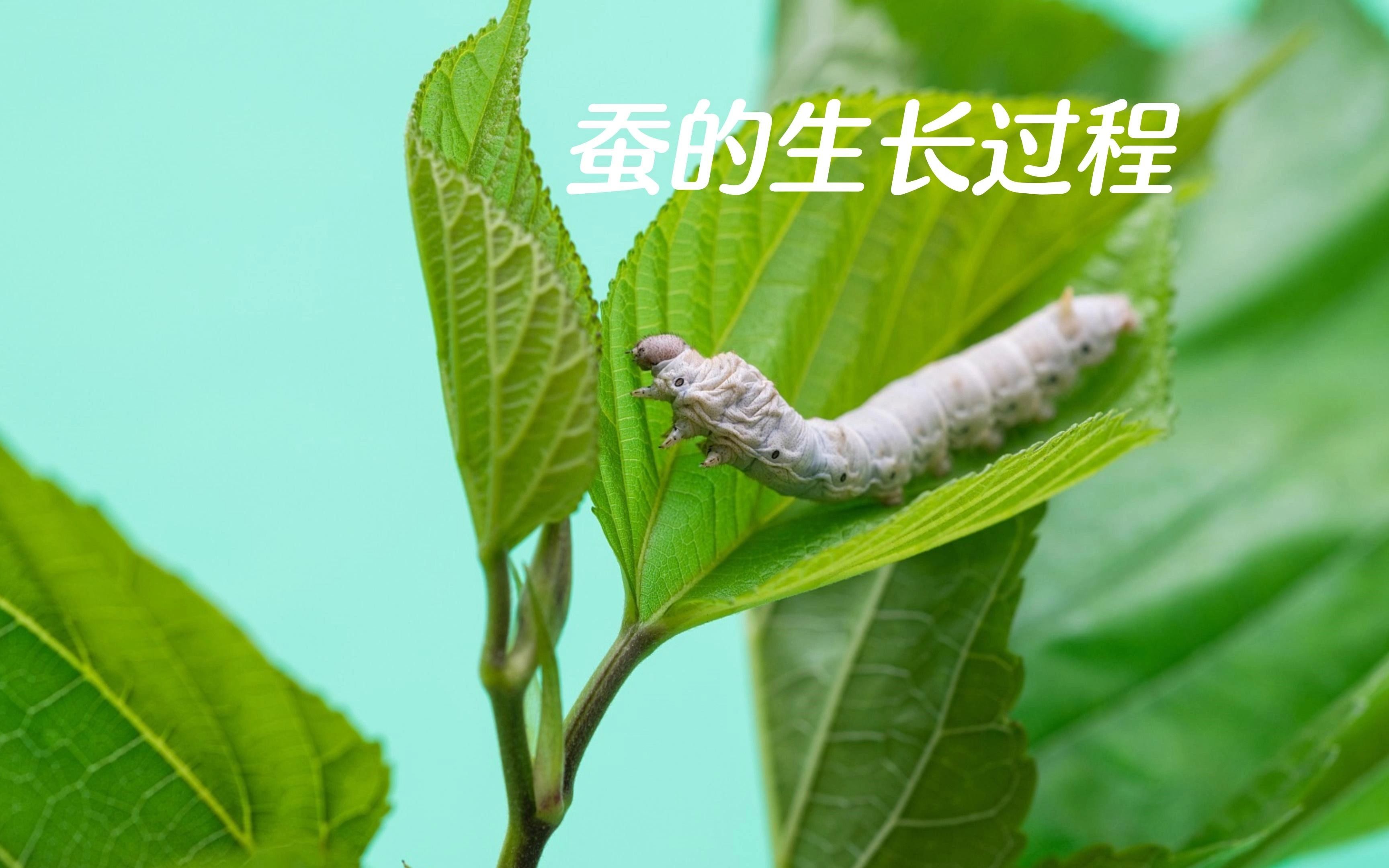 蚕的一生要经历怎样的过程呢?春蚕到死丝方尽,破茧而出又新生!